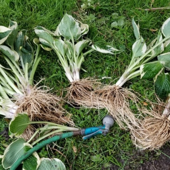 Other | 1 Hostas Francee Hosta Dormant Bare Root Perennial Plant | Poshmark